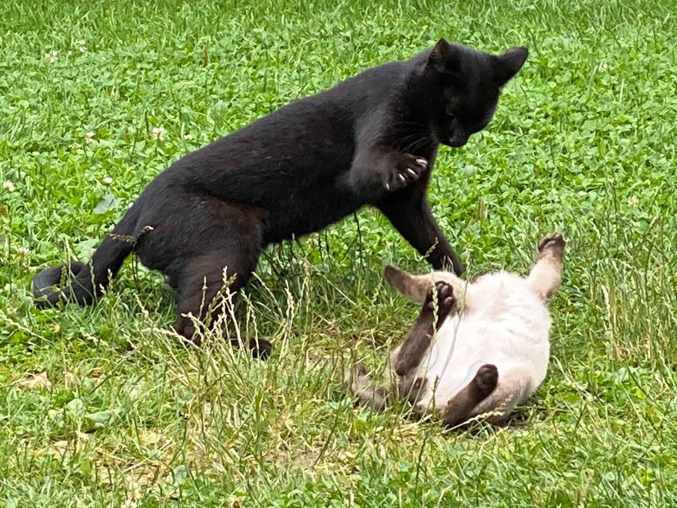 214-2020 - Killer Claws | Ozgo Productions