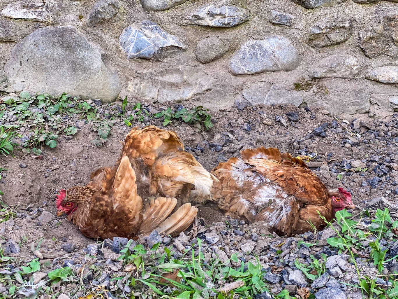 226-2020 - Two Chickens Dust Bathing in the Garden | Ozgo Productions