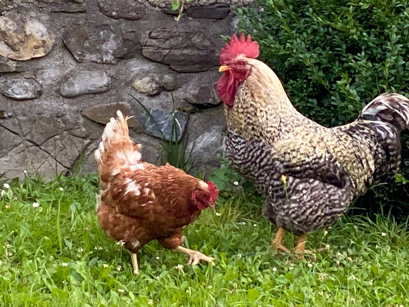 our-rooster-and-one-of-our-hens | Ozgo Productions