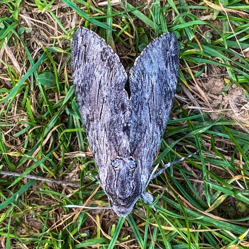 261-2020 - Giant Grey Moth | Ozgo Productions