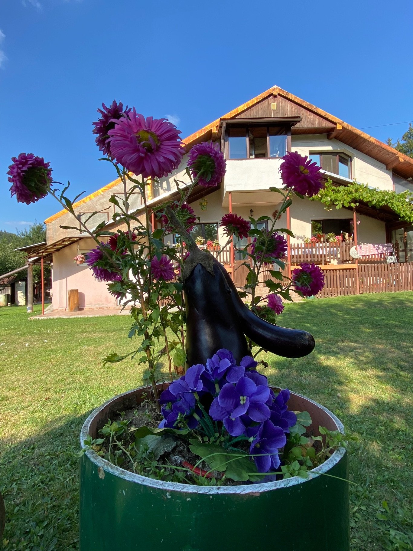 Mr Big Nose The Eggplant Hiding In The Flowers Ozgo Productions